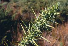 Gorse (Ulex europeaus) | Pacific Northwest Pest Management Handbooks