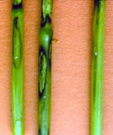 Wheat (Triticum aestivum)-Eyespot (Strawbreaker Foot Rot) | Pacific ...